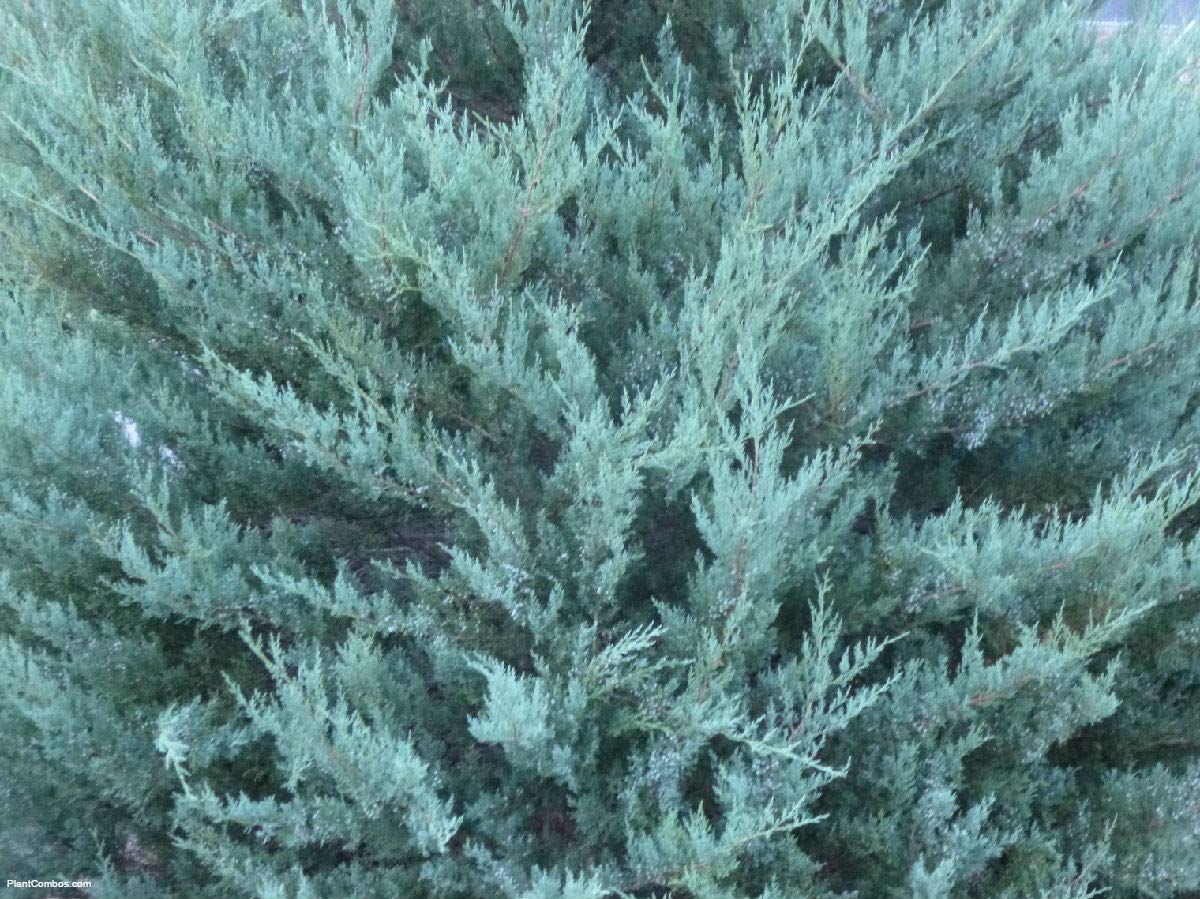 Juniperus Virginiana Burkii Leaves