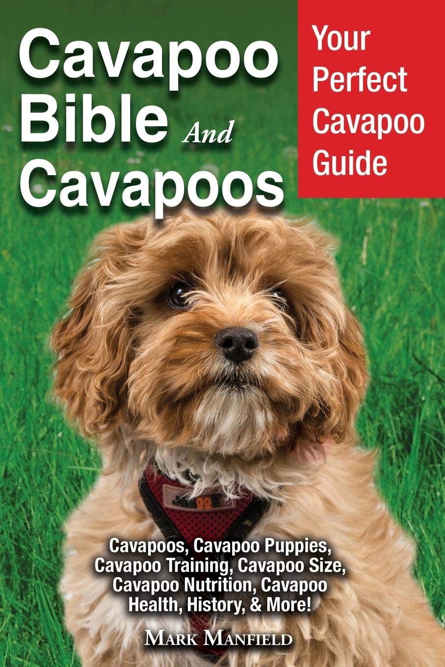 Are Cavapoos Easy To House Train