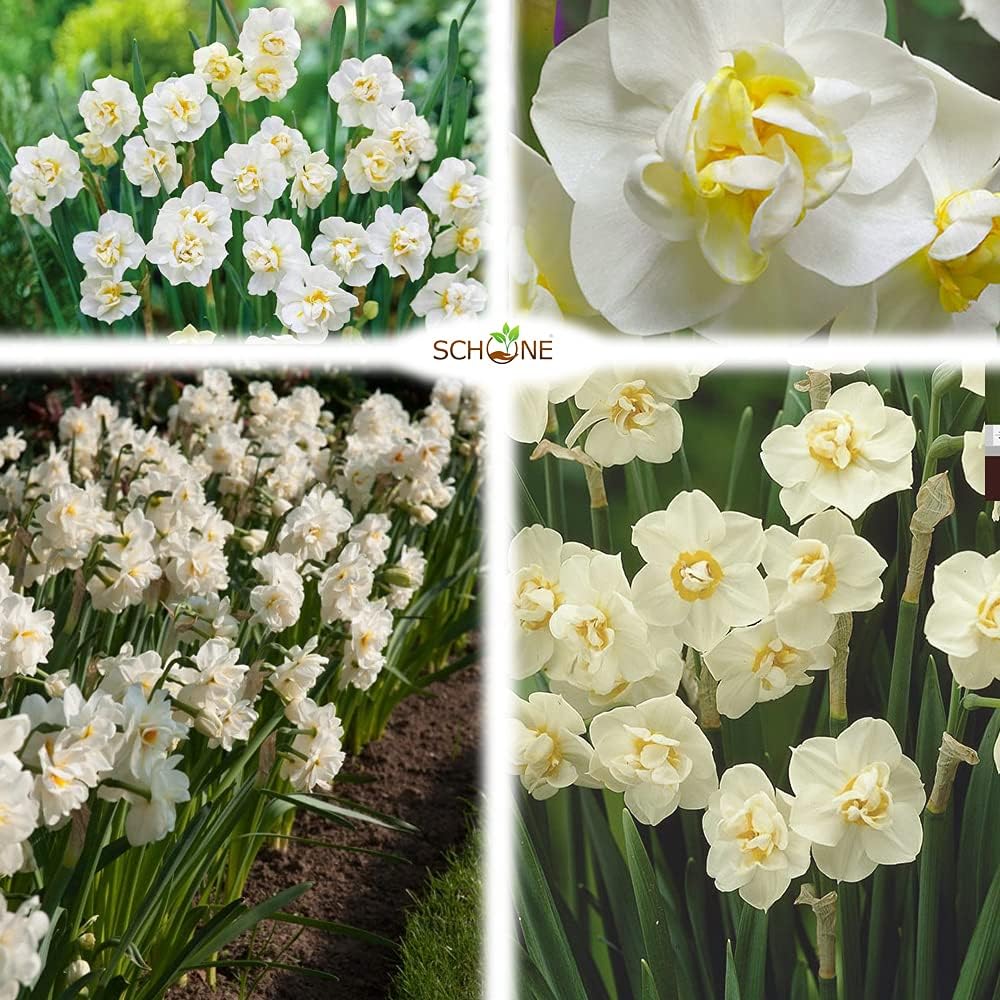 8 x Daffodil Cheerfulness – RHS Award Winner – Narcissus Double ...