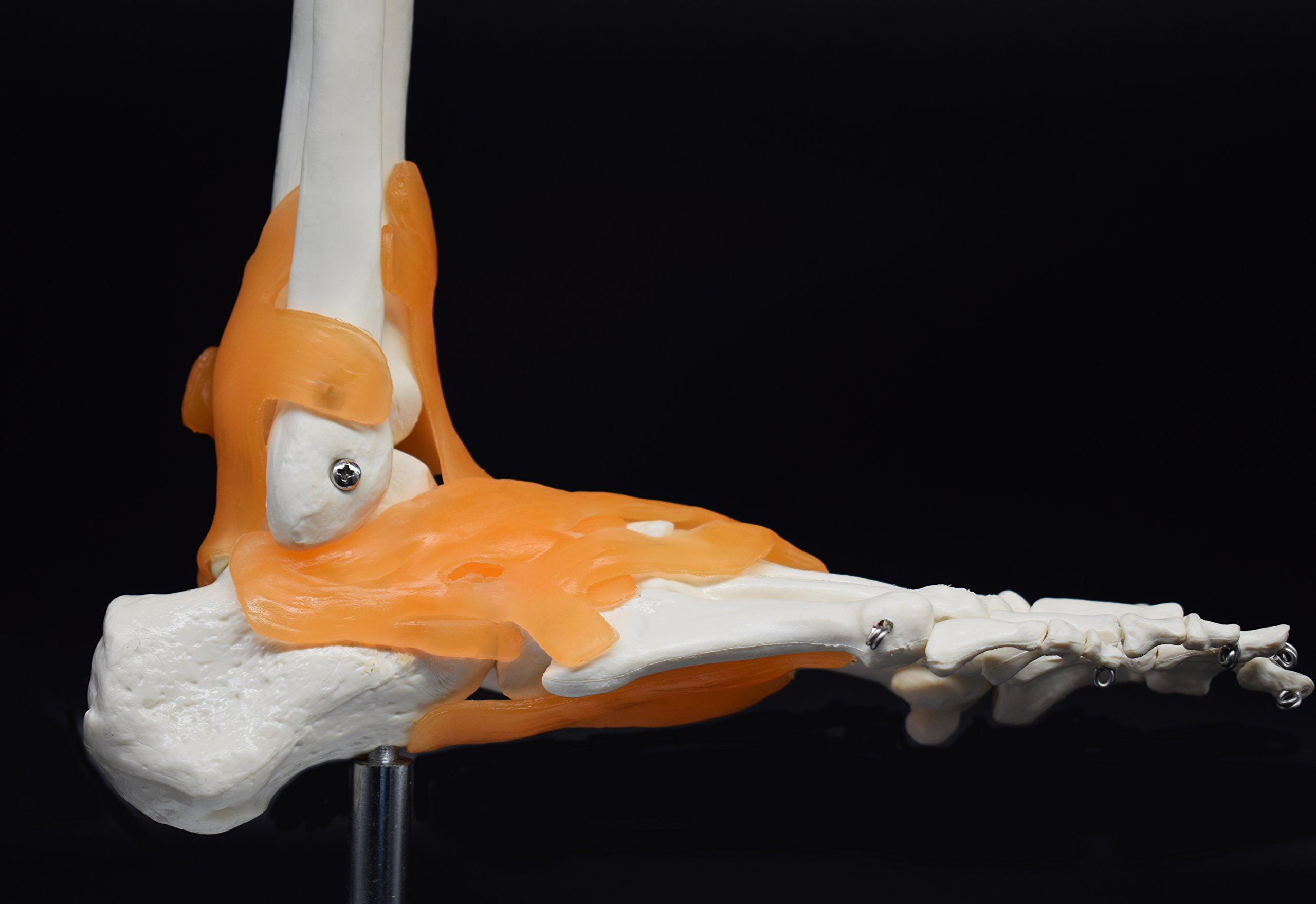 Human Foot Skeleton Model with Ligaments, Flexible, Anatomically ...