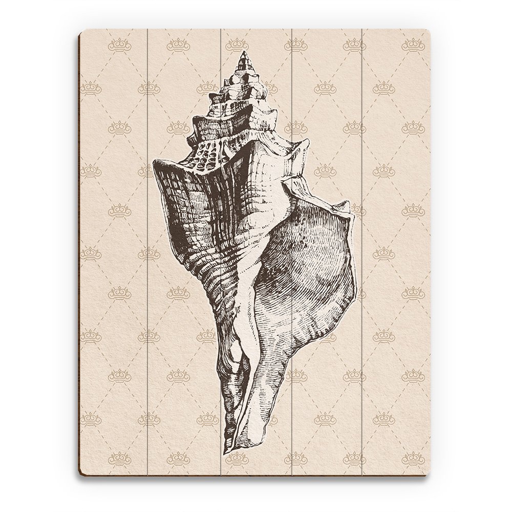 Conch Shell Line Drawing