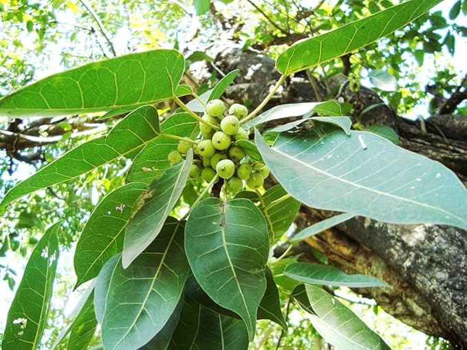 Pilkhan Plant (Ficus Virens) : Amazon.in: Garden & Outdoors
