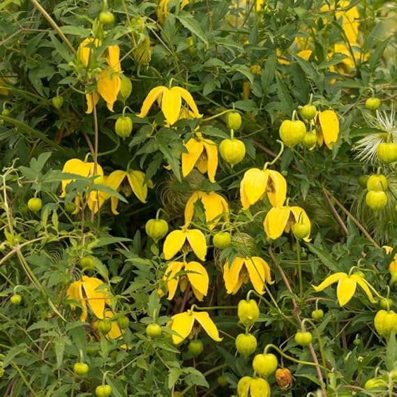 Amazon.com : Yellow Clematis Flower Plant, 2.5 Inch Pot Clematis Vine ...