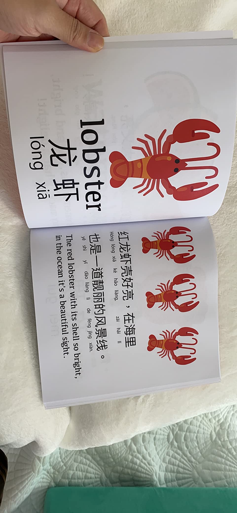 Amazon.com: Discovering Red - A Bilingual Book about Red the Color ...