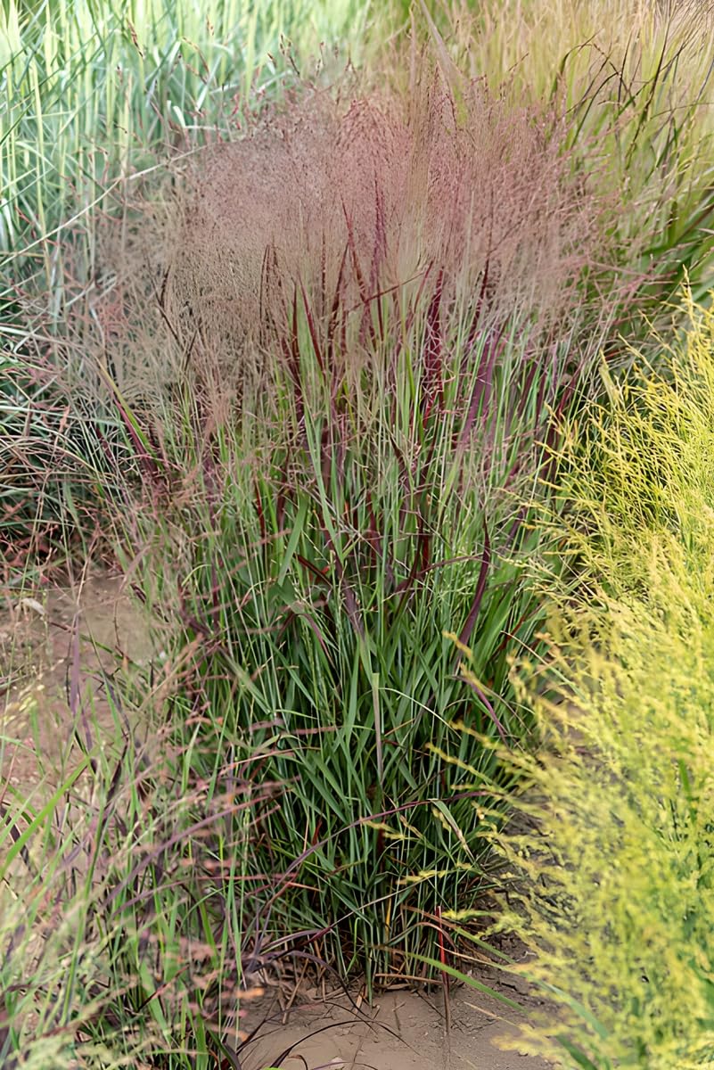 Images Of Ornamental Grass Best Ornamental Grasses For New Jersey