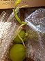 Amazon.com: Fresh Chayote (Sechium edule) Mirliton Choko Tropical ...