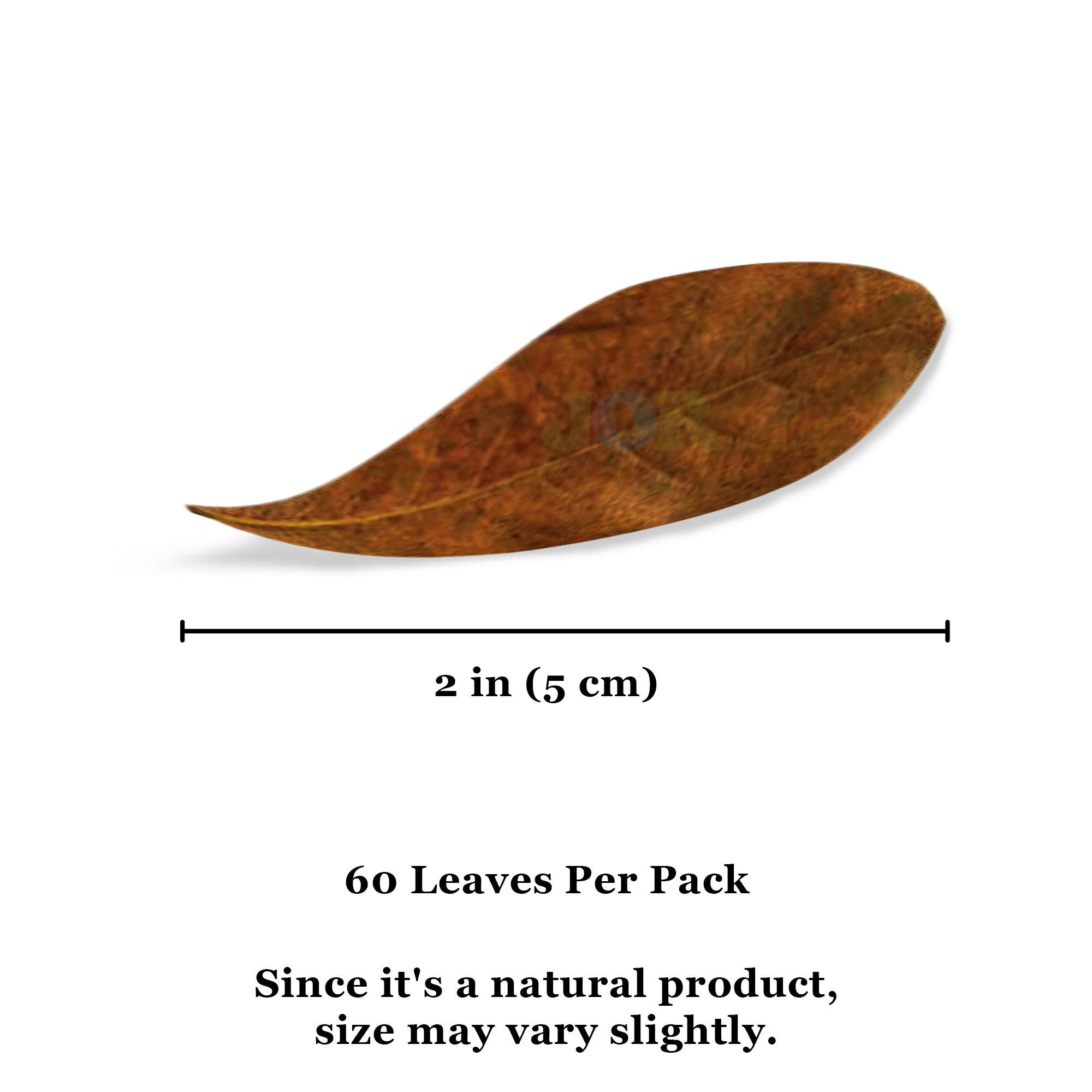 buy-jor-mini-catappa-indian-almond-leaves-betta-fish-water-conditioner