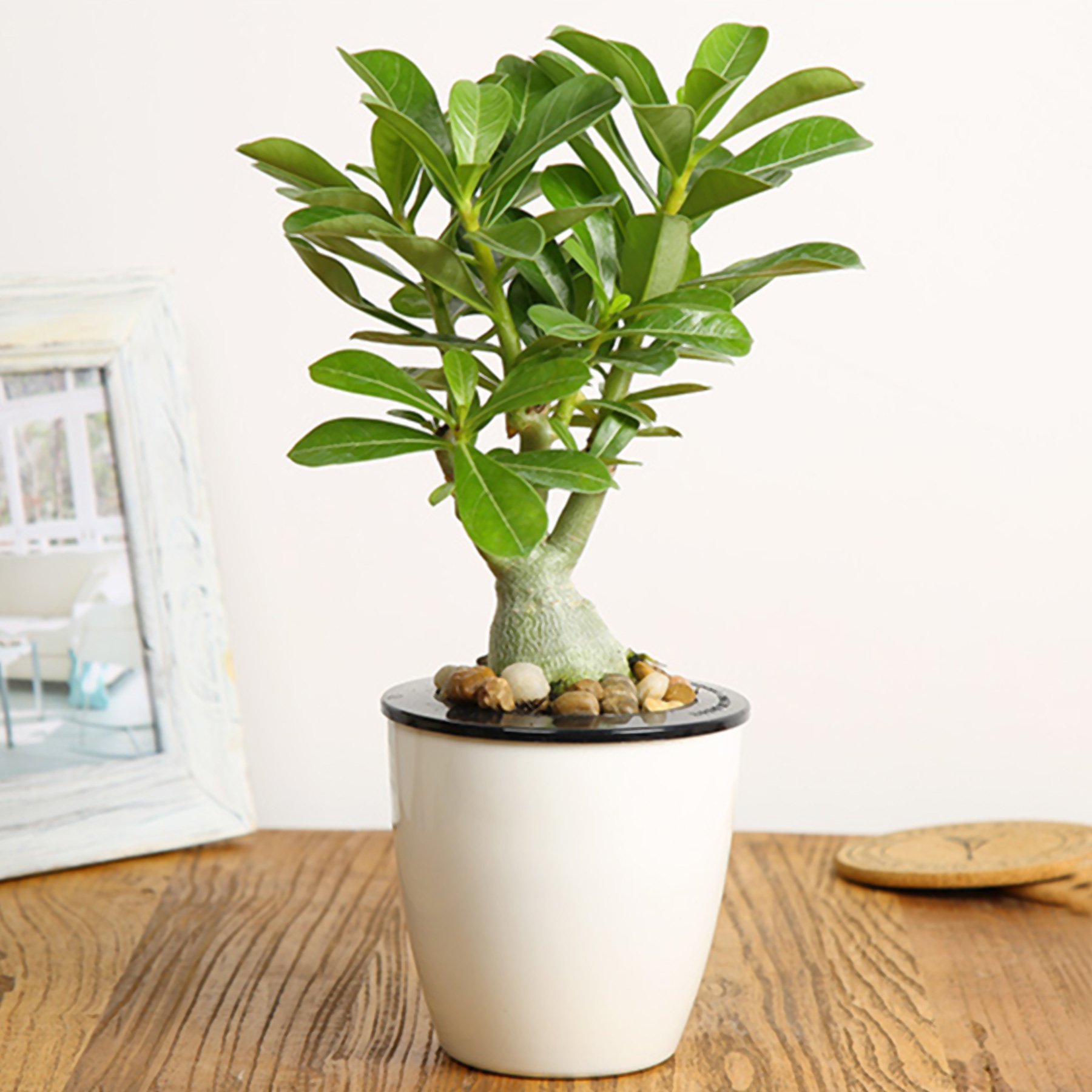 Rare Adenium Obesum, Double Flower, Grafted Mature Plant, Easy Care ...