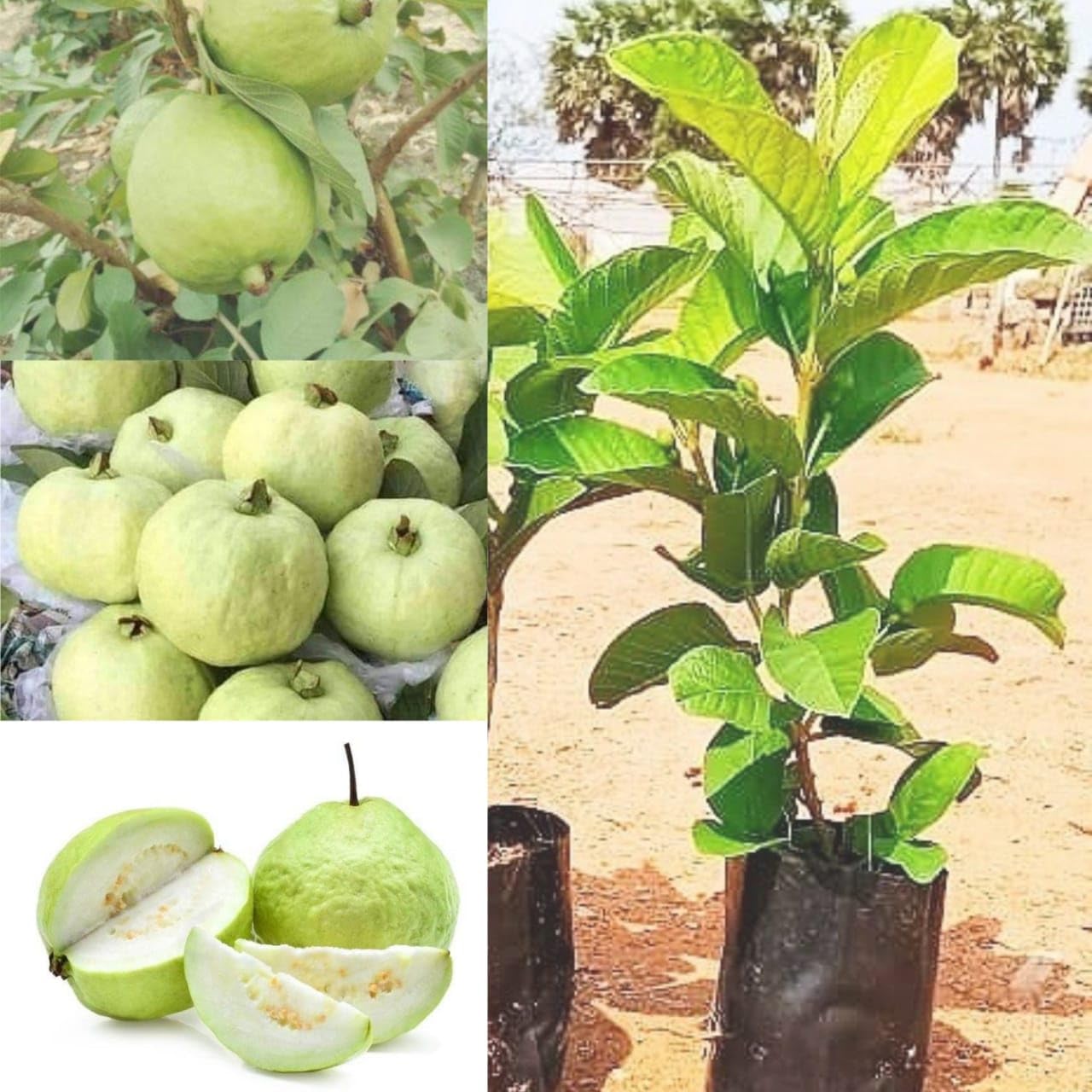 Golden Bloom Thai Guava Plant Hybrid Air Layering all seasons - Thai 7 ...