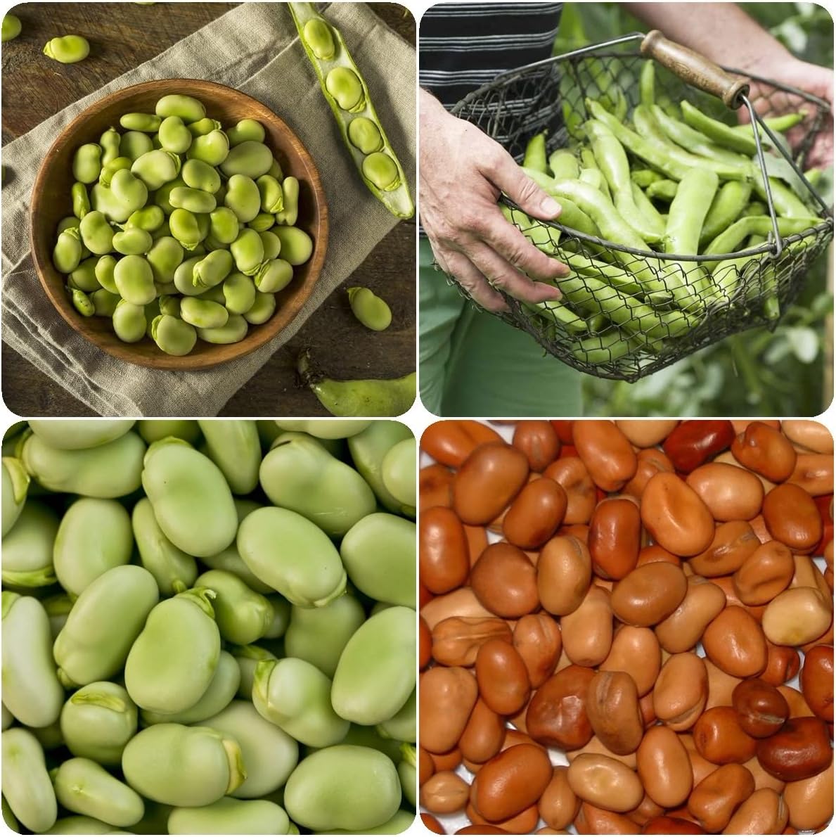 Amazon.com : aostrichh 50Pcs Fava Beans Seeds for Planting Heirloom Non ...