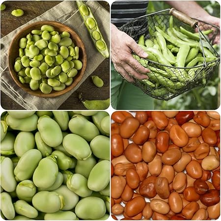 Amazon.com : aostrichh 50Pcs Fava Beans Seeds for Planting Heirloom Non ...