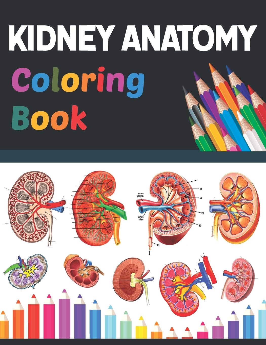 Kidney Anatomy Coloring Book Kidney Anatomy Coloring Book For Kids ...