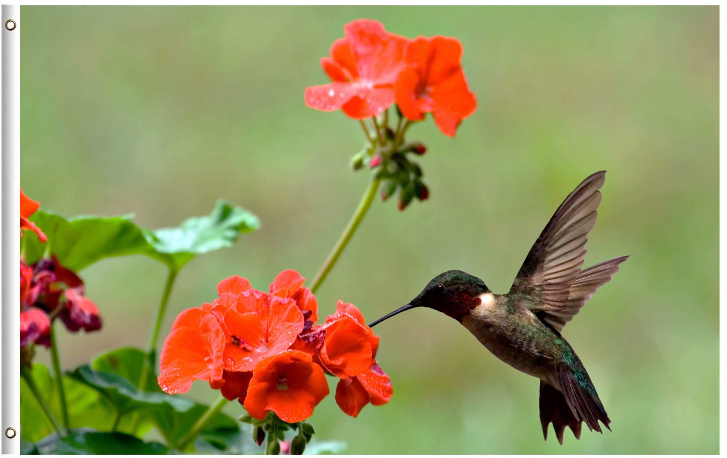 Red Hummingbird Flowers
