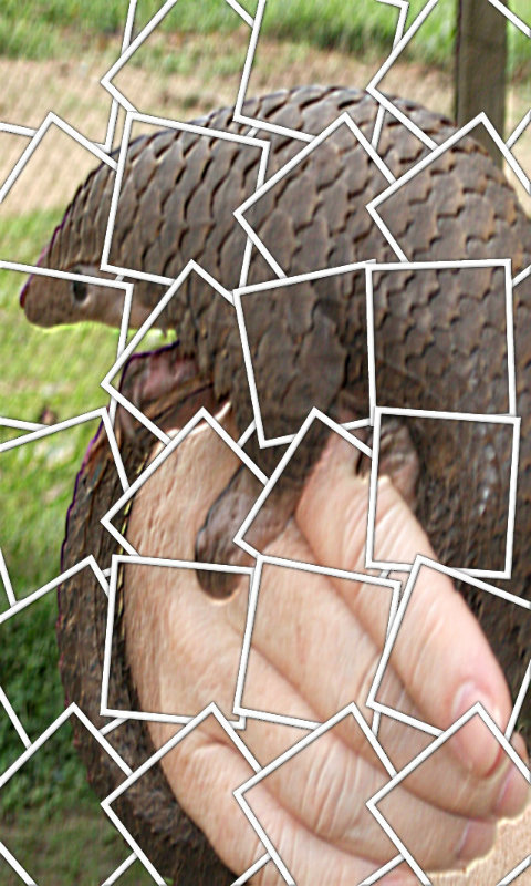 Save Pangolin: Play with the pangolins - App on Amazon Appstore