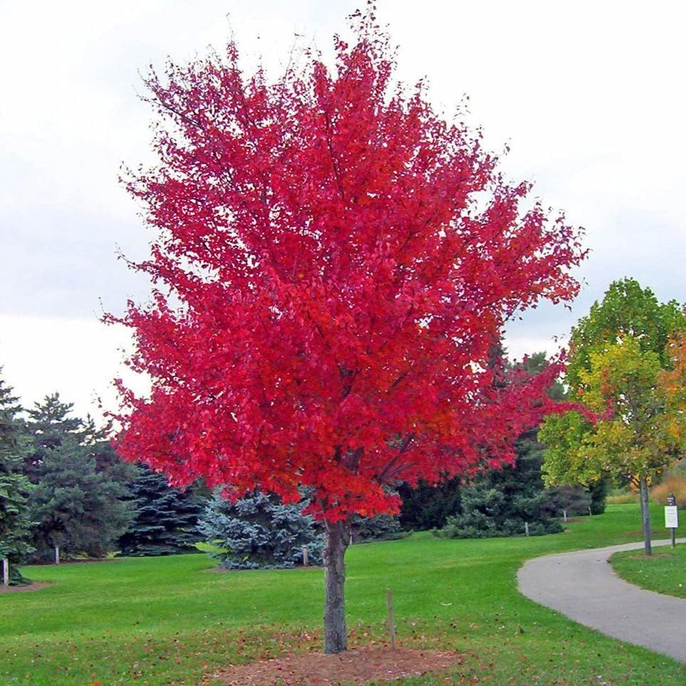 Amazon.com : TriStar Plants - October Glory Maple Tree - 1 Gallon Trade ...