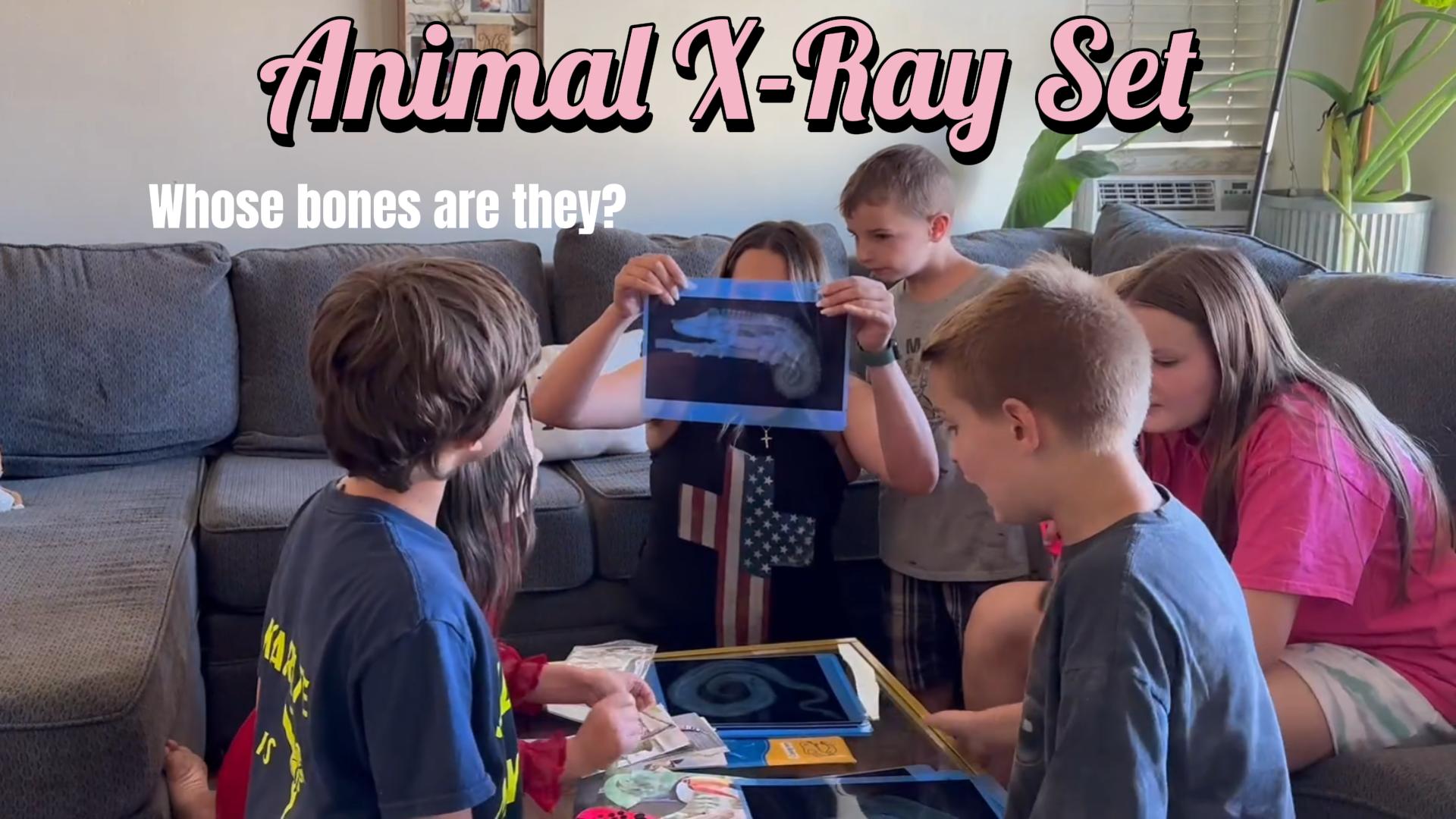 Animal X Rays For Kids