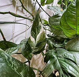 4E's Novelty Natural Cotton Fish Net Fishnet Decor Great Hawaiian and ...