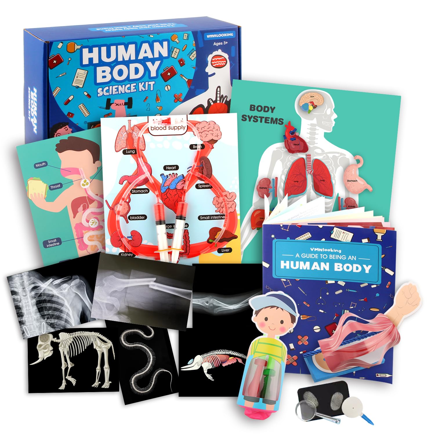 Snapklik.com : Human Body Activities & Experiments Science Kit For Kids ...