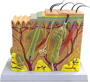 Amazon.com: QYEZSOTL 35x 50x 70x Anatomical Model of Human Skin, 3D ...