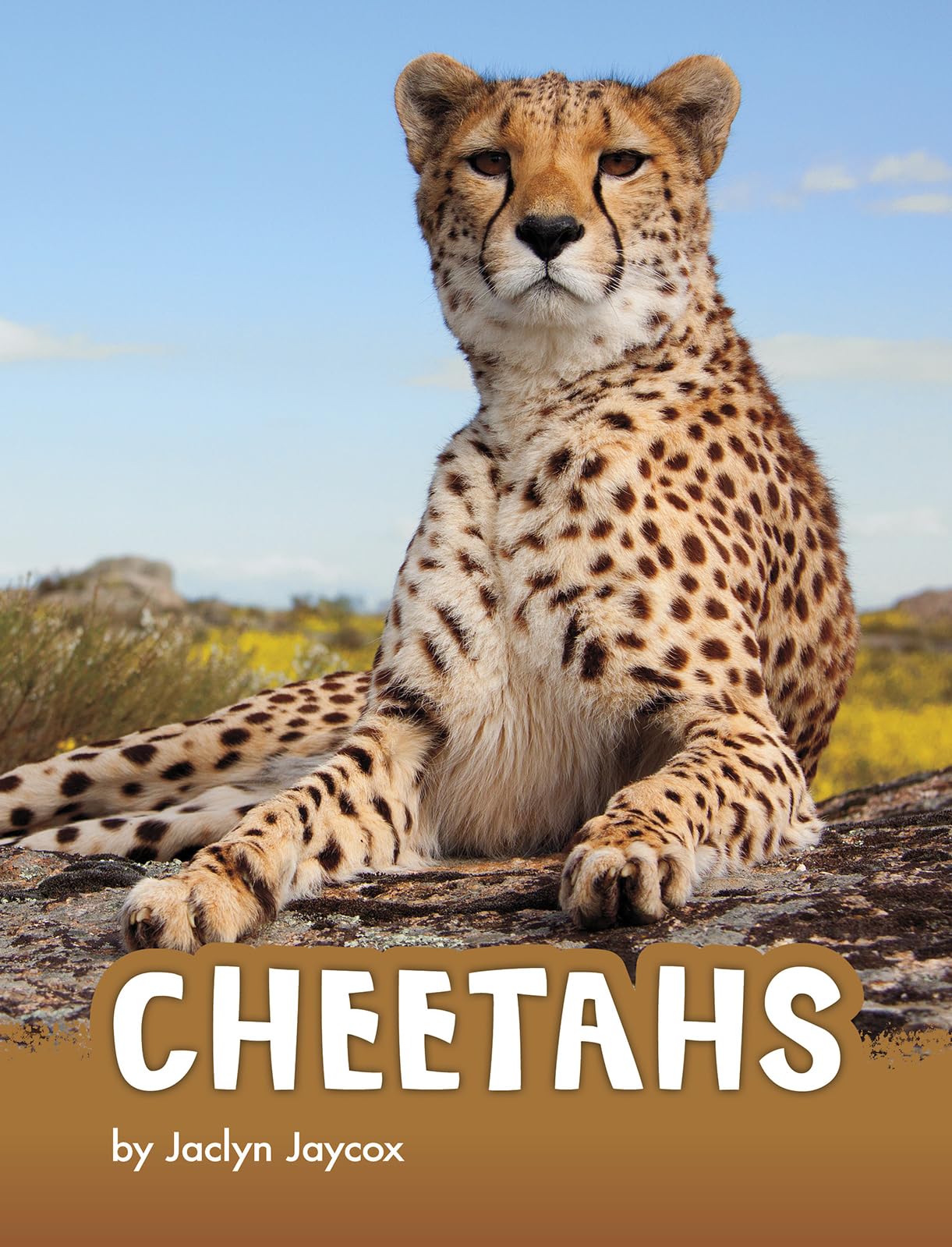 Cheetahs (Animals): Jaycox, Jaclyn: 9781977123145: Amazon.com: Books