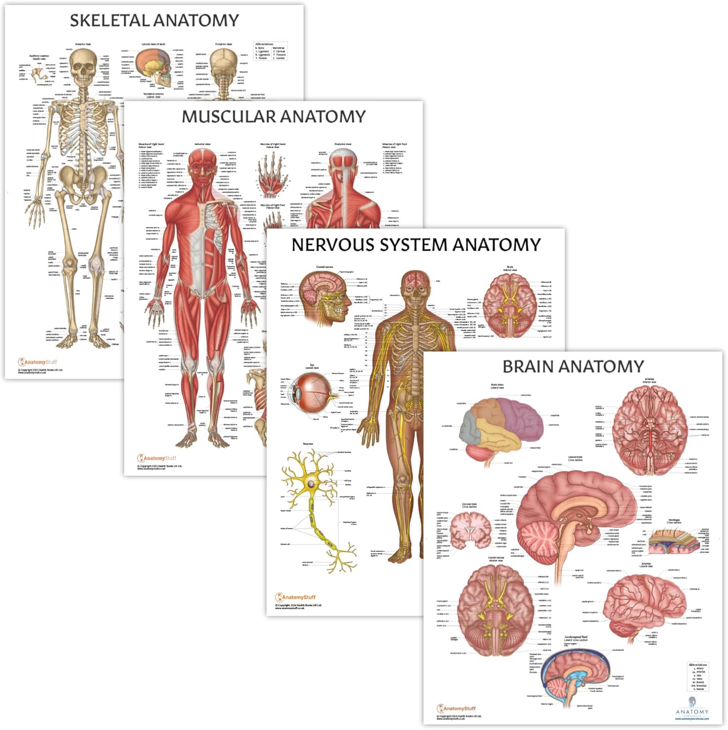 4 PACK Muscular, Skeletal, Nervous Systems and Brain Human Anatomy ...