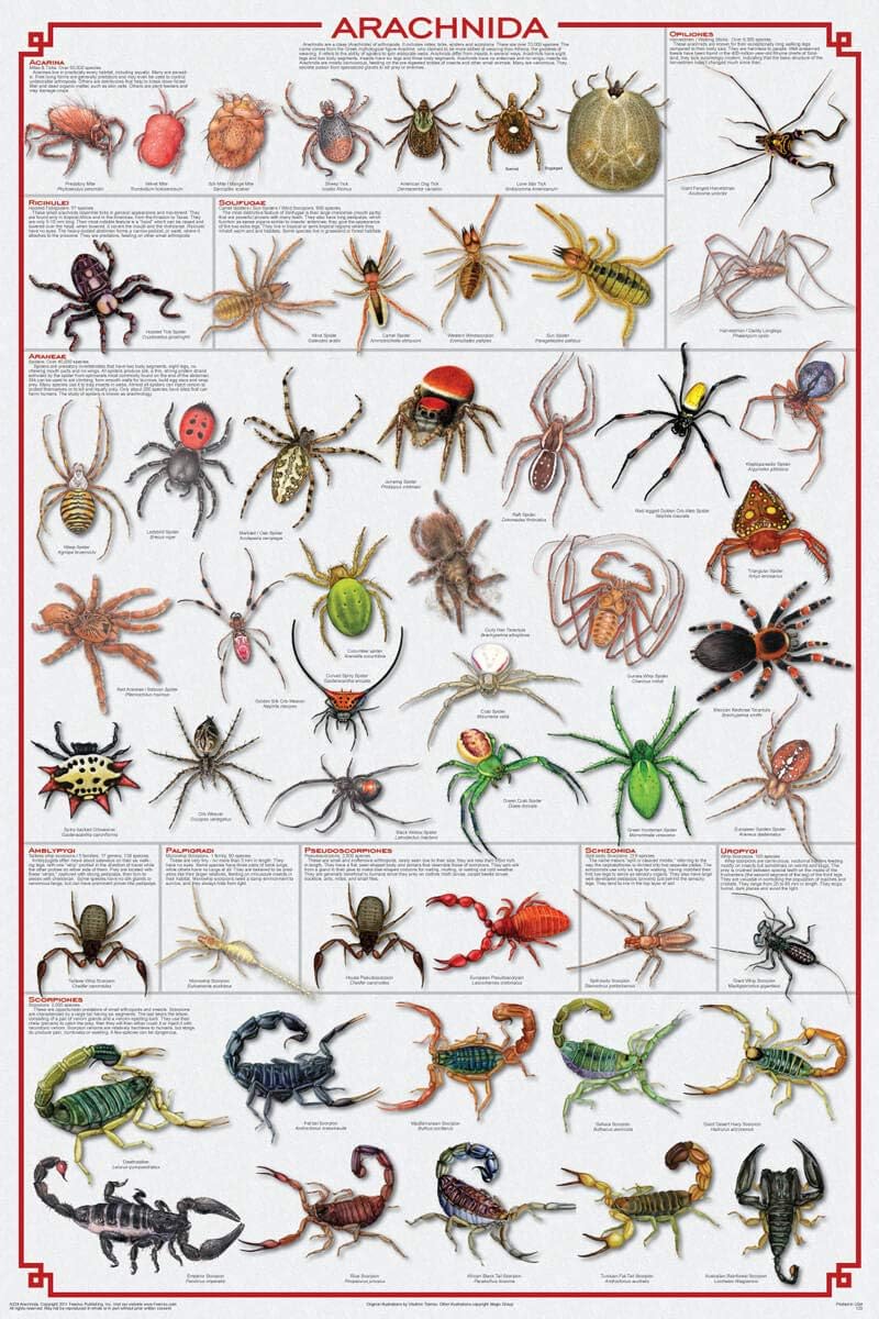 Amazon.com: Laminated Arachnida Poster - Spiders, Scorpions, Ticks and ...