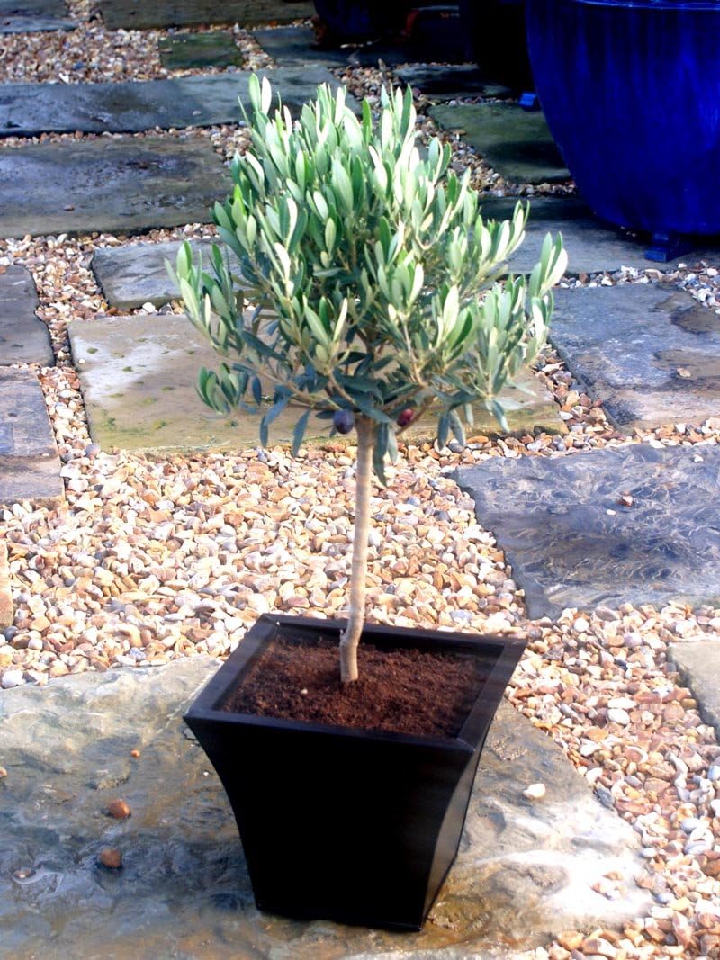 Olea europaea pair of 150cm standard Olive trees : Amazon.co.uk: Garden