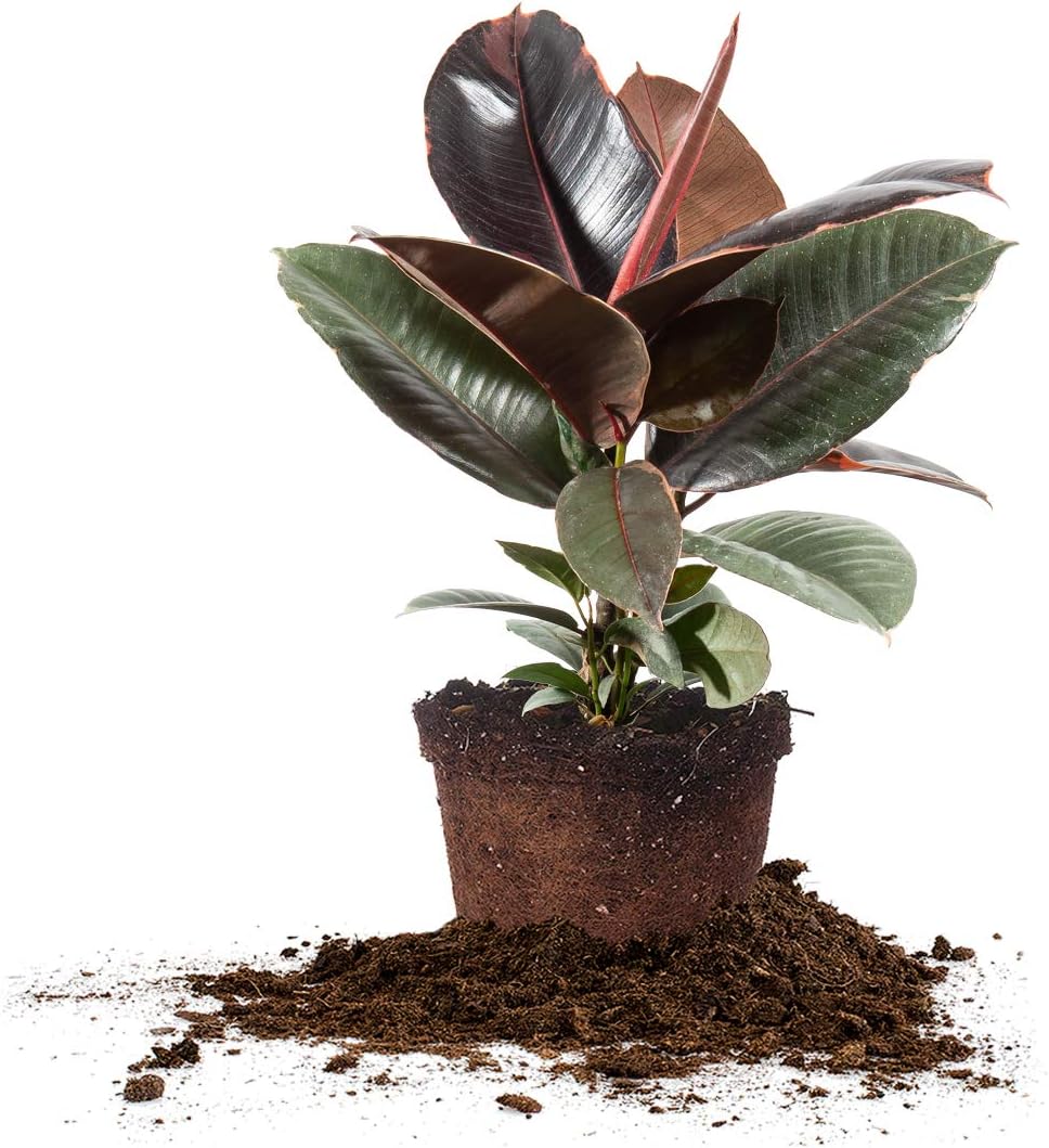 Amazon.com : Nature's Way Farms Ficus Burgundy Rubber, Live Plant, Easy ...