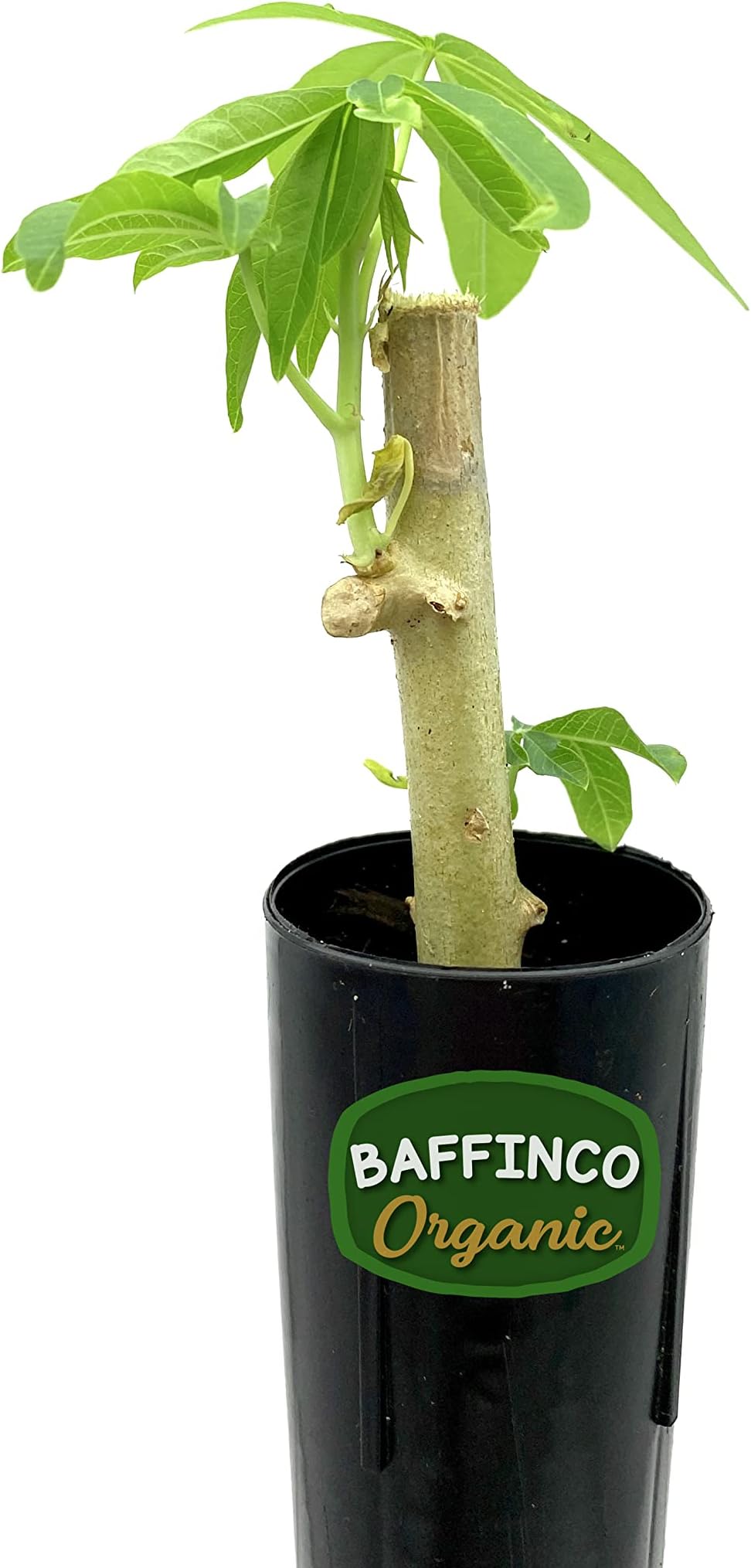 Amazon.com : 4 Yuca Cassava Manihot Sweet Cuttings, 6 to 8 Inches ...