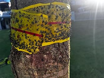 Amazon.com : W4W, Spotted Lantern Fly Tree Trap - 4 Rolls (30 Feet Each ...