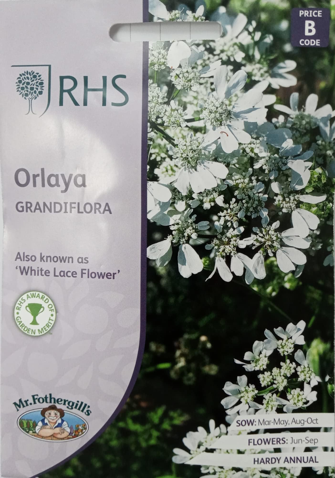 20 Orlaya grandiflora Seeds. White Lace Flower by Pretty Wild Seeds ...