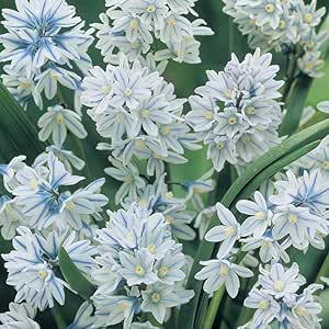 Russian Snowdrop Bulbs Hardy and Weather Resistant Flowers, Puschkinia ...