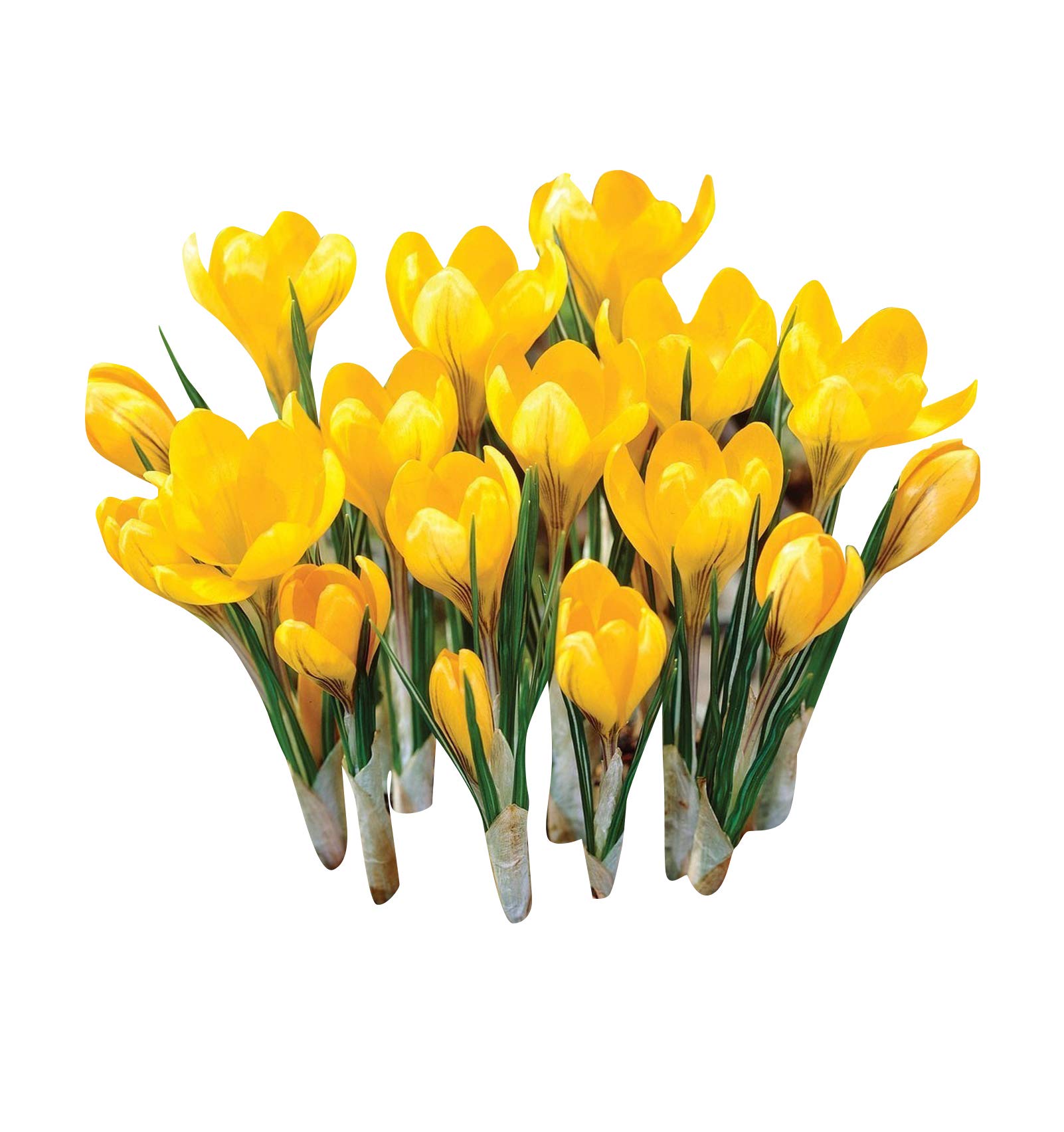 Yellow Saffron Flower