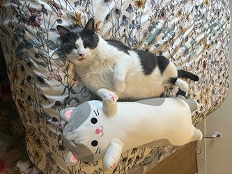Amazon.com: Cute Cat Plush Long Body Pillow Cuddle Cartoon Stuffed ...
