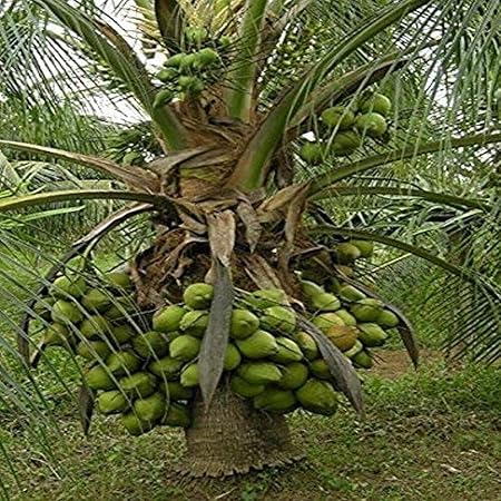 Mphmi Live Nurseryoutdoor Nariyal, Coconut Tree (Golden, Hybrid ...