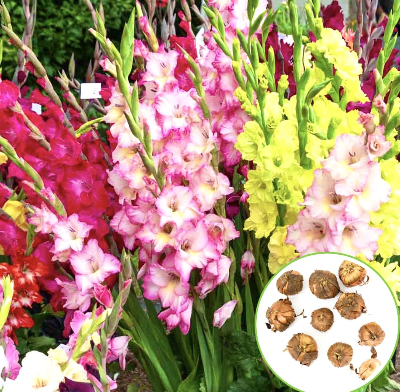 Vinca Art Gladiolus Flower Bulb Seeds - Mixed Colour Sword Lily Bulbs ...