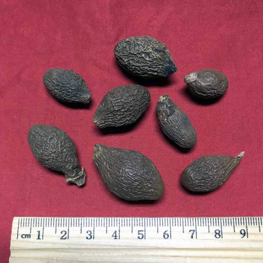 Amazon.com: XYP Pangdahai Pang Da Hai Semen Scaphii Lychnophori Boat ...