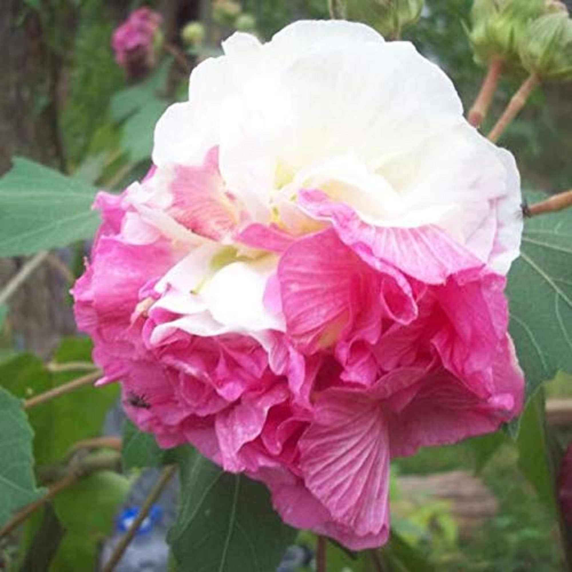 Amazon.com : CHUXAY GARDEN Double Hibiscus Mutabilis,Confederate Rose ...