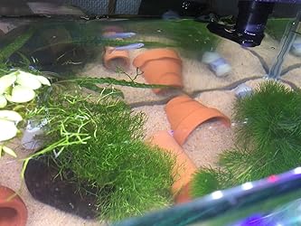 Amazon | シマテック PSBプラス・プラス 1L | シマテック | 水質テスト・管理用品 通販