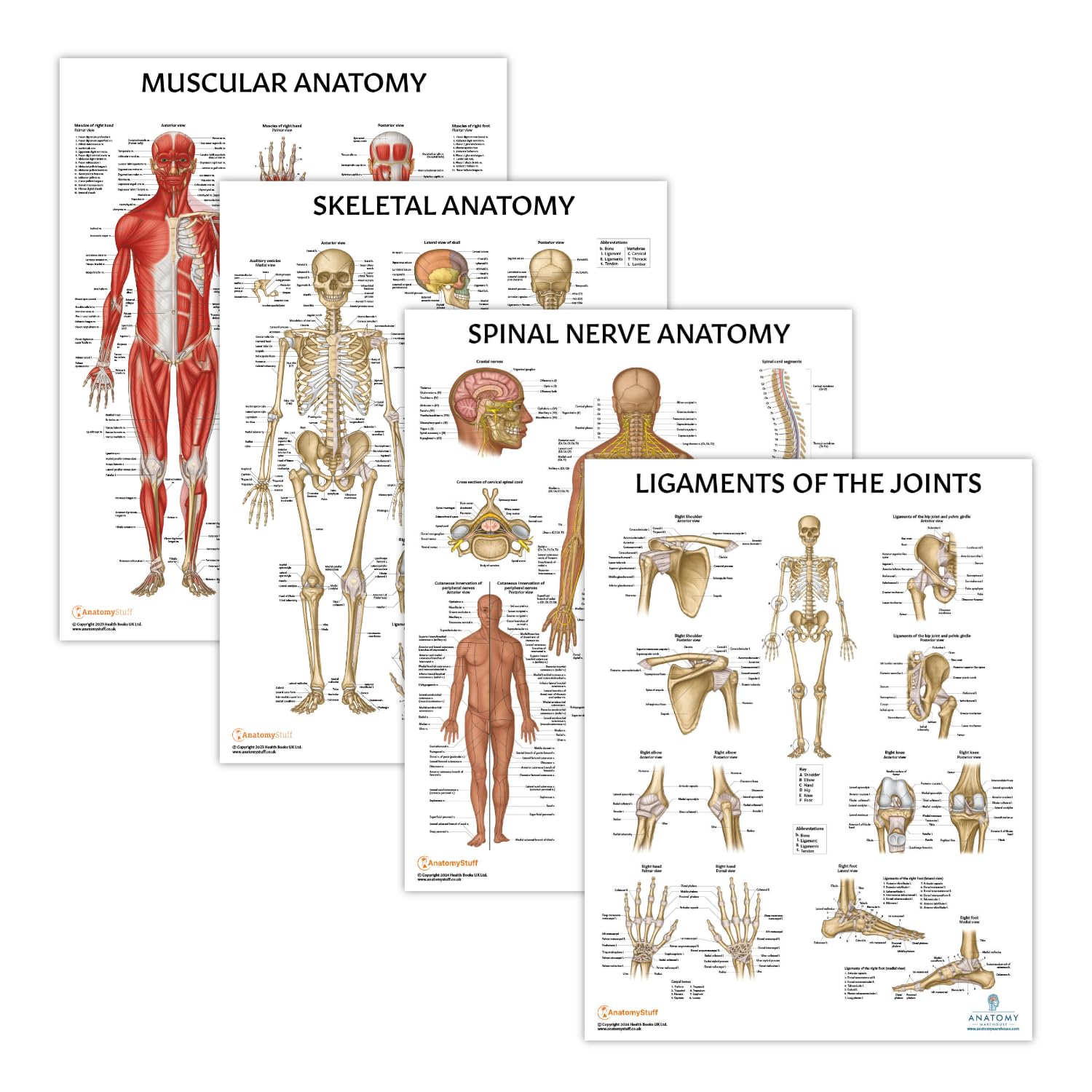 Anatomy Lab Muscular Skeletal Ligaments Of The Joints And Spinal ...