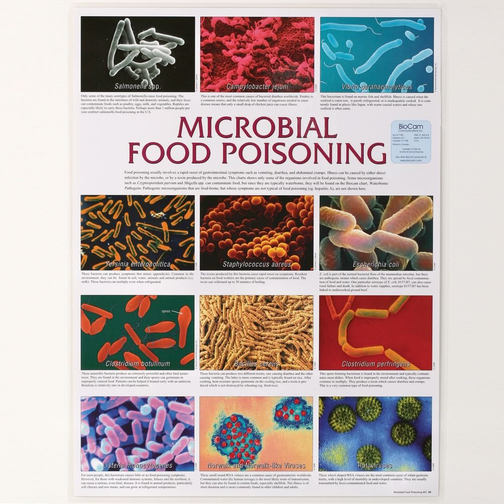 Food Poisoning Poster