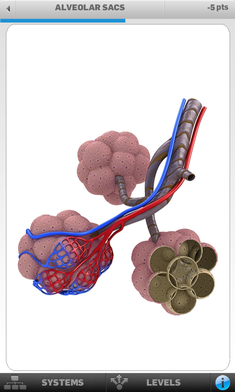 RESPIRATORY ANATOMY GAME - App on Amazon Appstore