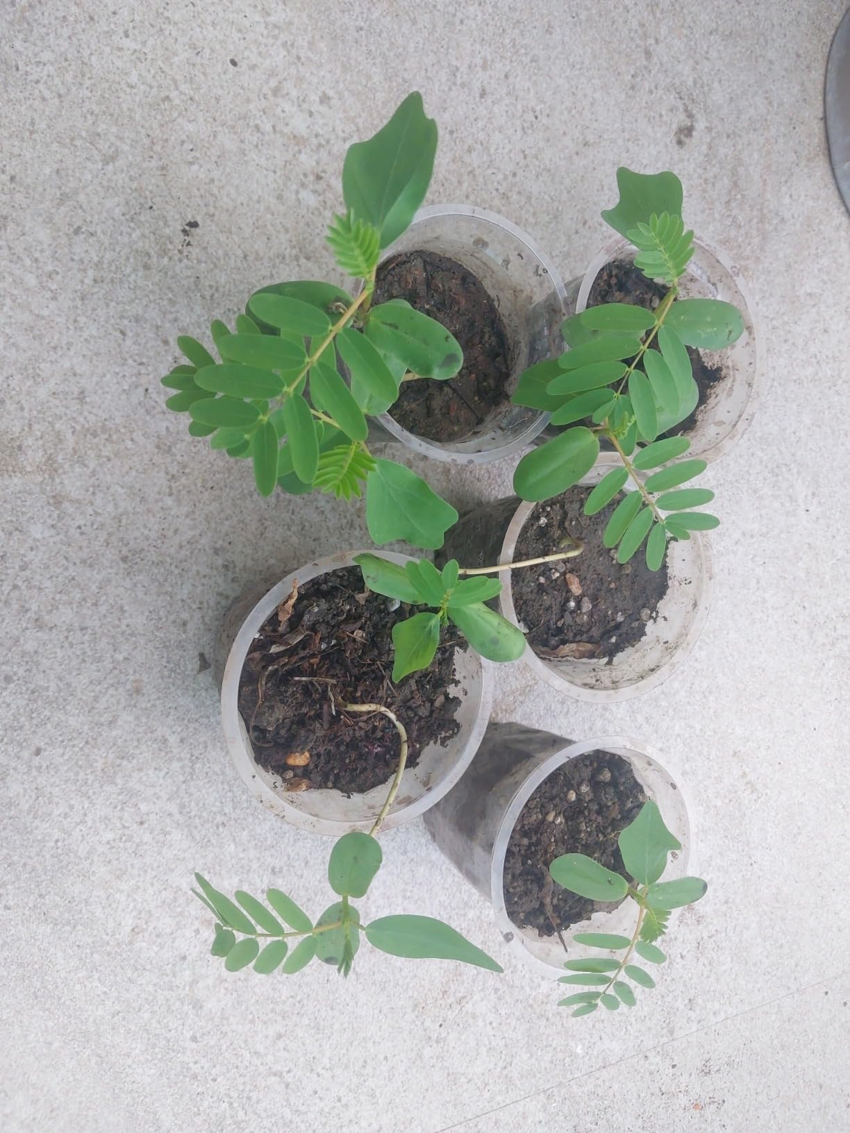 Our Seeds Agathi Keerai White Flower/Hummingbird Tree Seeds (Sesbania ...