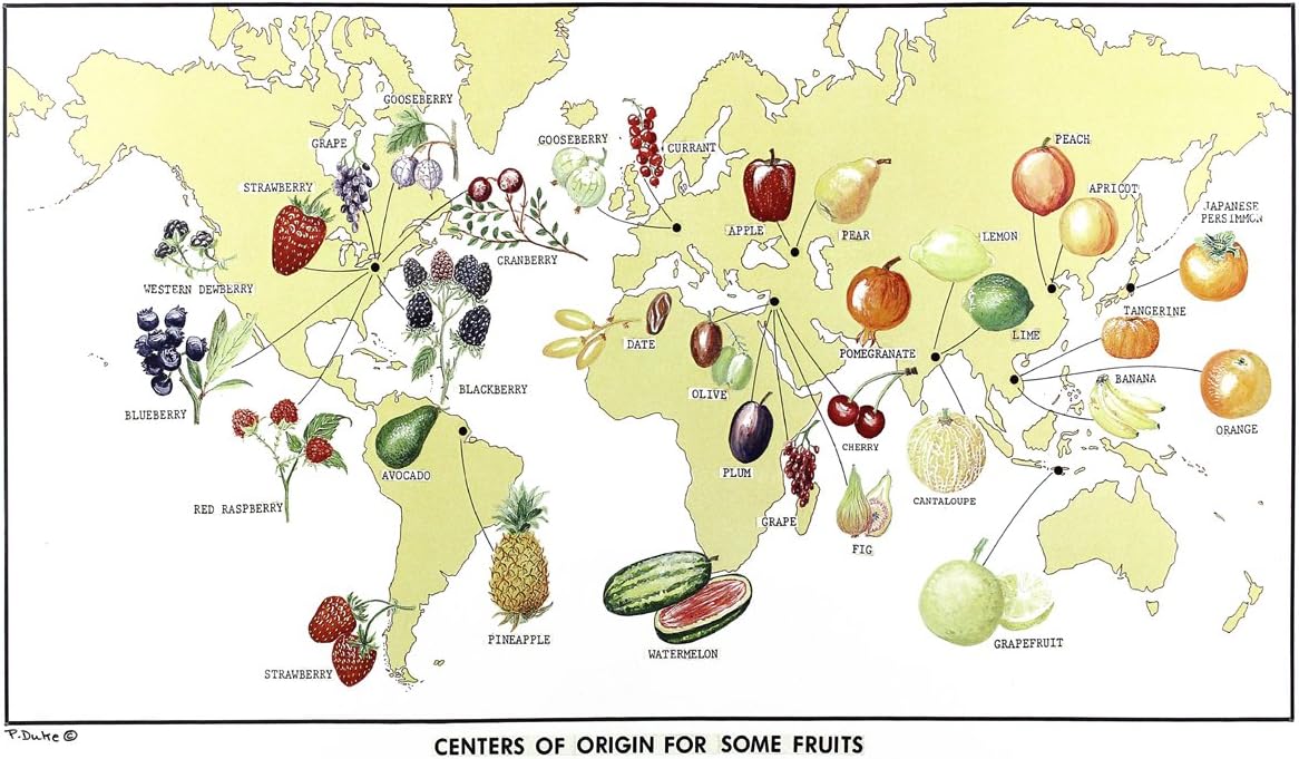 Amazon.com: Peggy Duke World Map of Fruit Origins, with Botanical ...