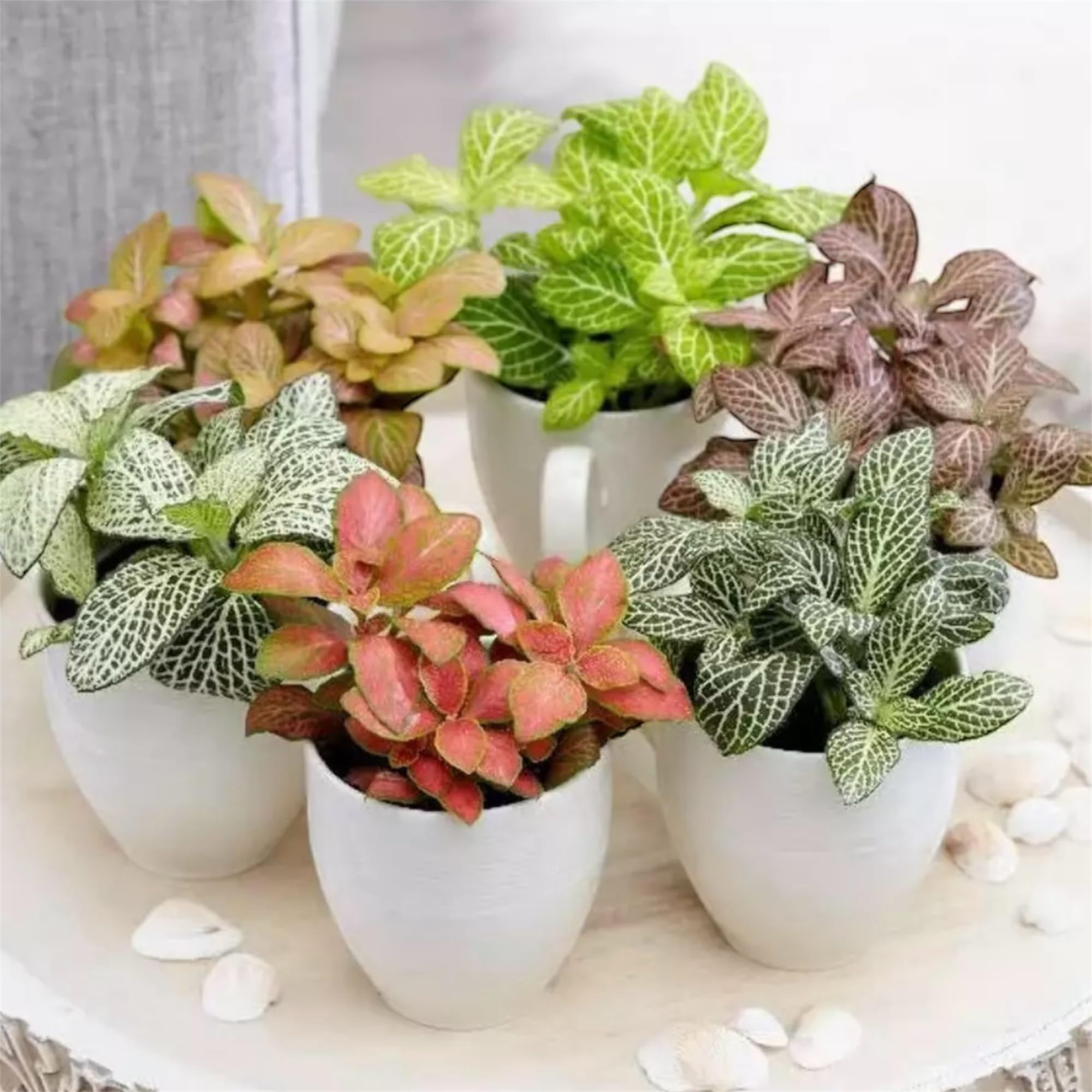 6 Bare Root Fittonia (Nerve/Mosaic Plants) - Vibrant Tropical Variety ...