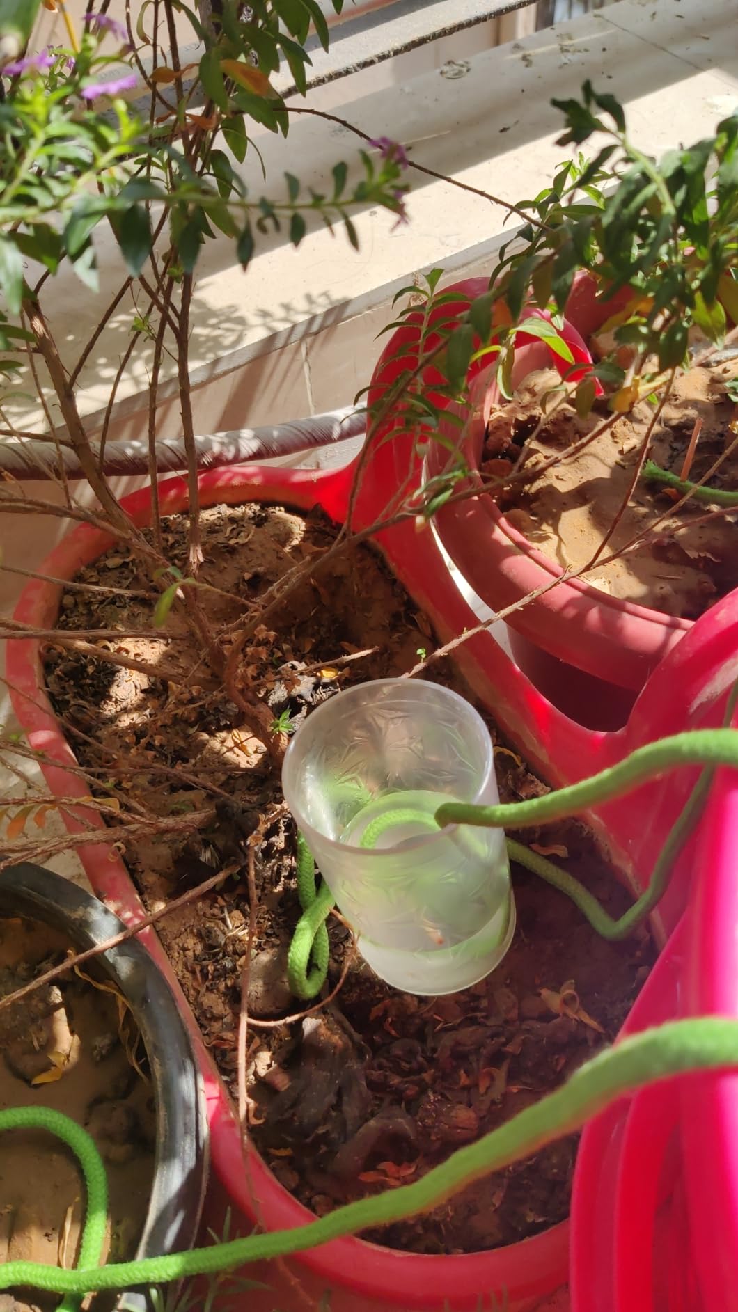 NIVAVE Pro - Plants Automatic Drip Watering Wick Cord Spike for 15-30 ...