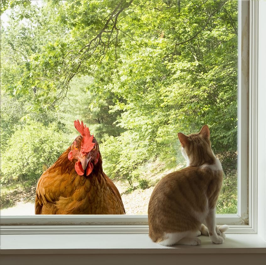 Amazon.com: Funny Chicken Wall Decals Vinyl Hen Looking Wall Mural ...