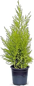 Amazon.com : Live Goldcrest, Lemon Pine, Lemon Cypress, Christmas Gift ...