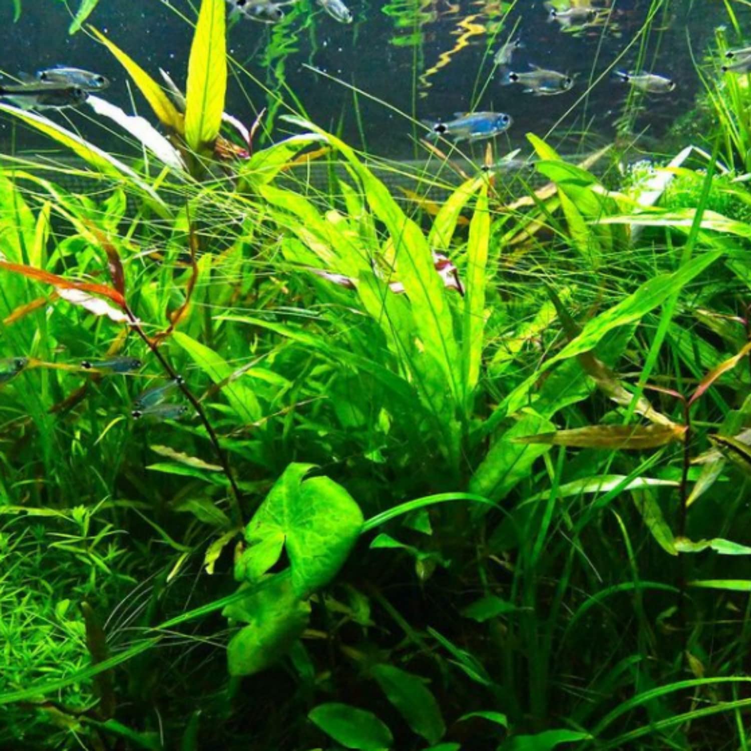 Hygrophila Lacustris ГИГРОФИЛА ОЗЁРНАЯ Hygrophila