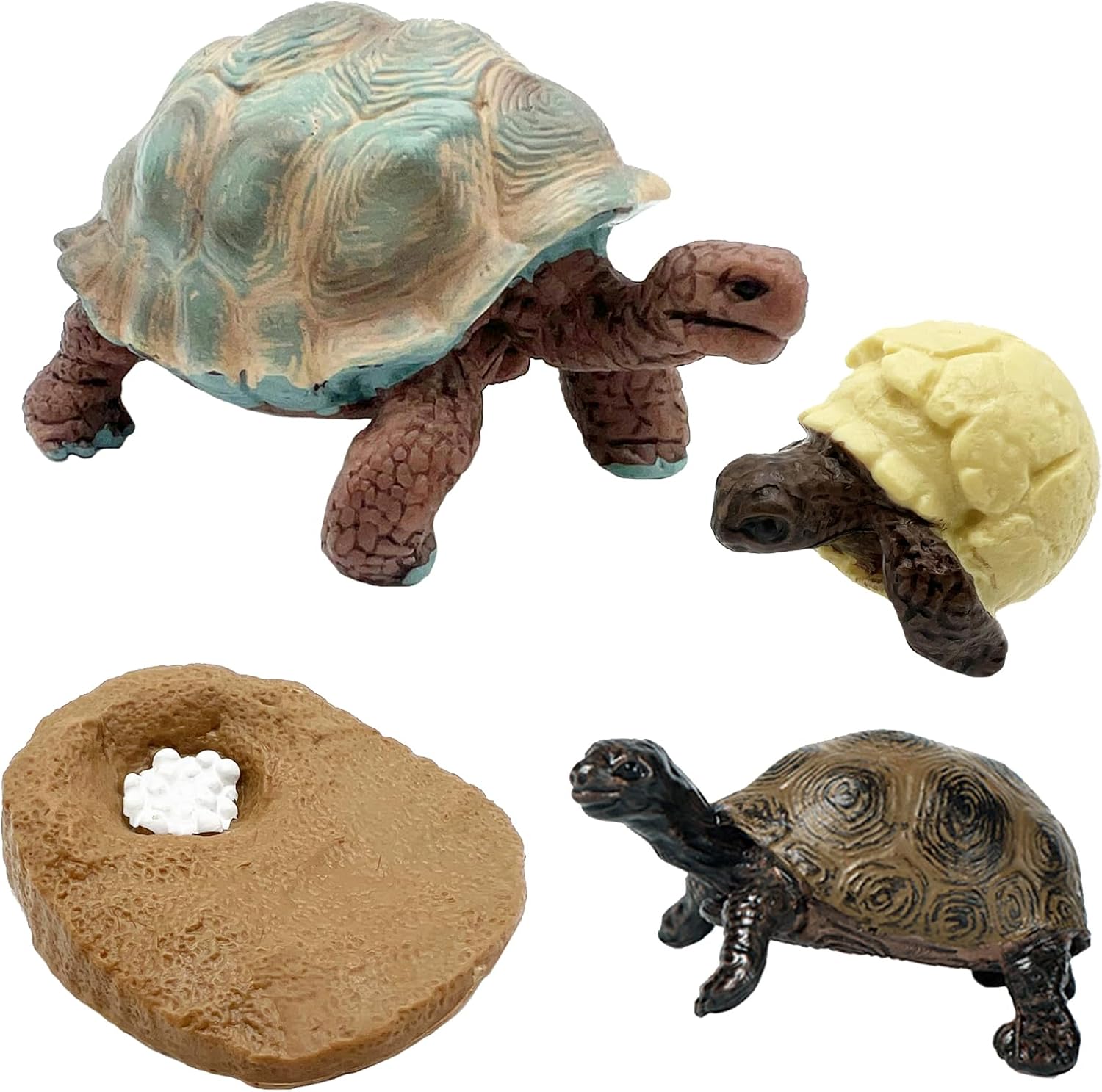 Amazon.com: Momoplay Life Cycle Toys, 4Pcs Tortoise Toys, Turtles Life ...